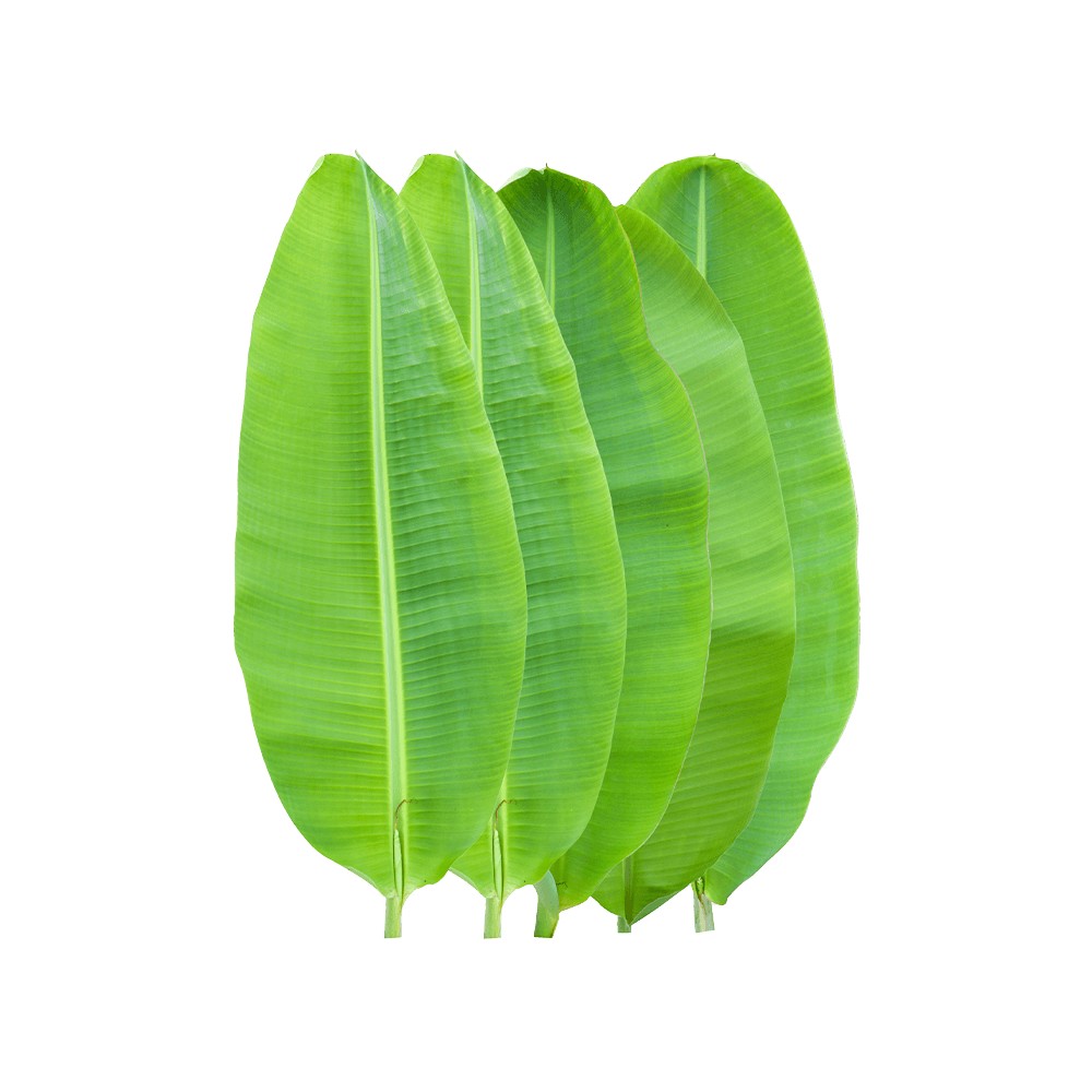 Banana Leaf Price Buy Online At Best Price In India Banana Leaf Price Buy Online At Best Price In India