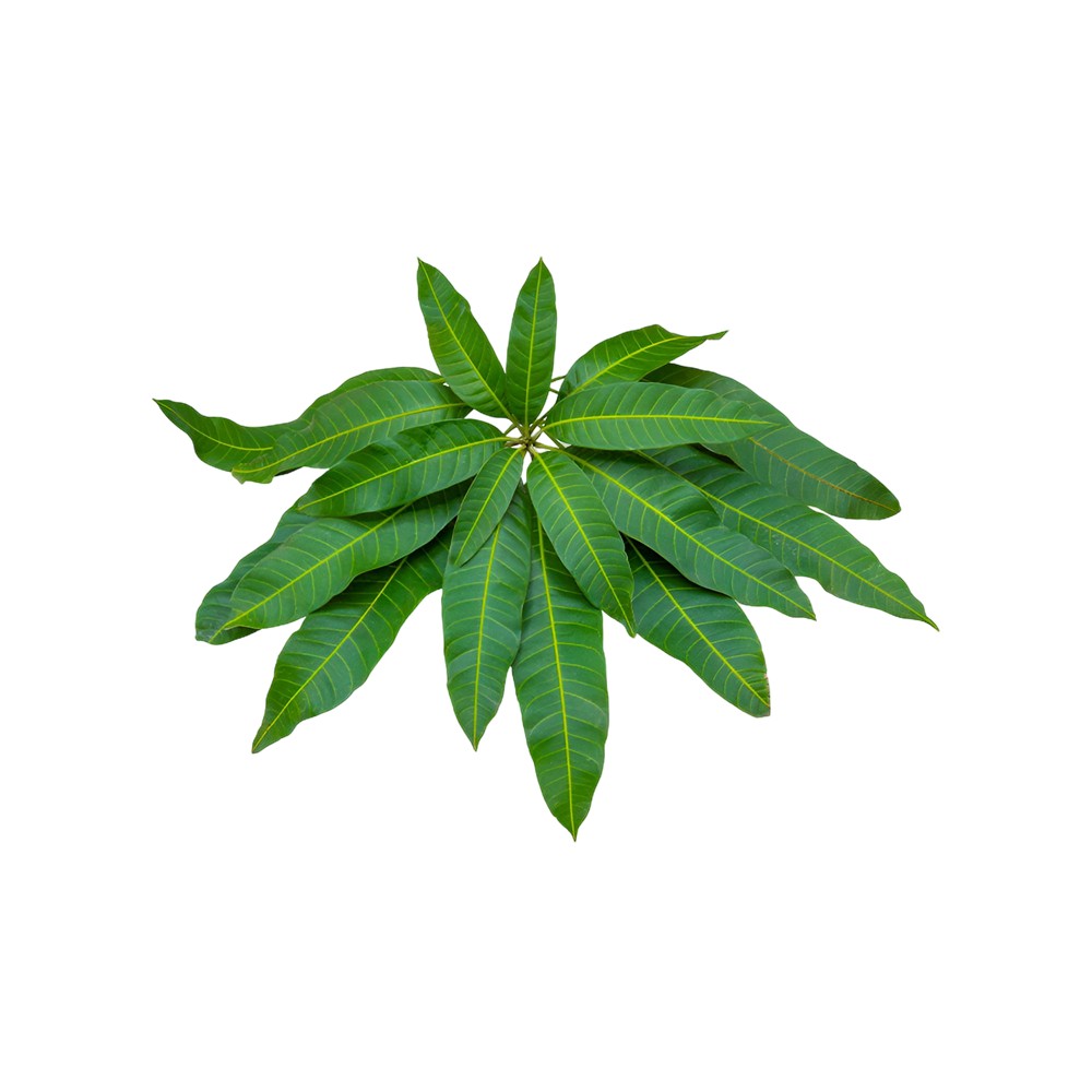Mango Leaves Bunch (Aam Patta) Price - Buy Online at Best Price in India