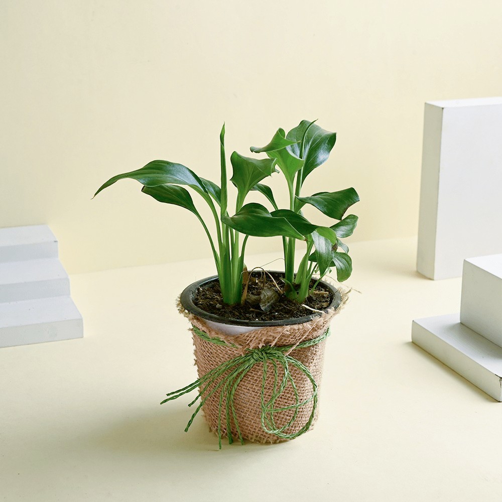 Flower Aura Peace Lily Plant in Jute Wrapped Pot Price - Buy Online at ...
