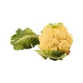 Cauliflower (Phool Gobhi) Price - Buy Online at ₹46 in India