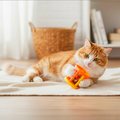Super Pet Bell Dumble Price - Buy Online at ₹0 in India