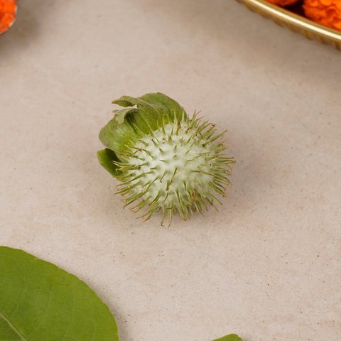 Dhatura for Pooja Price - Buy Online at Best Price in India
