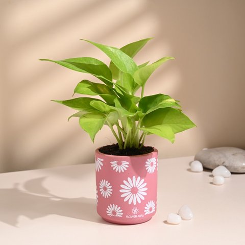 Flower Aura Golden Money Plant in Pink Flower Printed Terracotta Pot ...