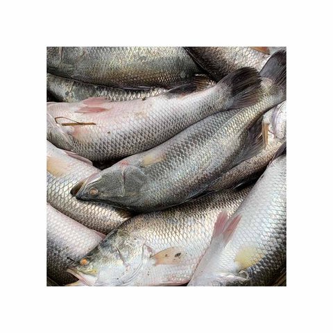 Jalongi Bhetki Curry Cut Fish Price - Buy Online at ₹540 in India