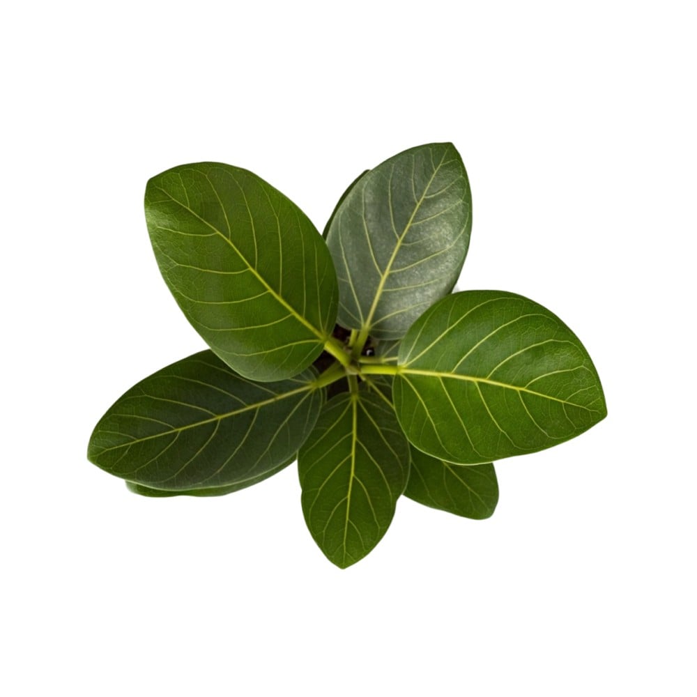 Banyan Leaf Bunch - 1 Pack Price - Buy Online at Best Price in India