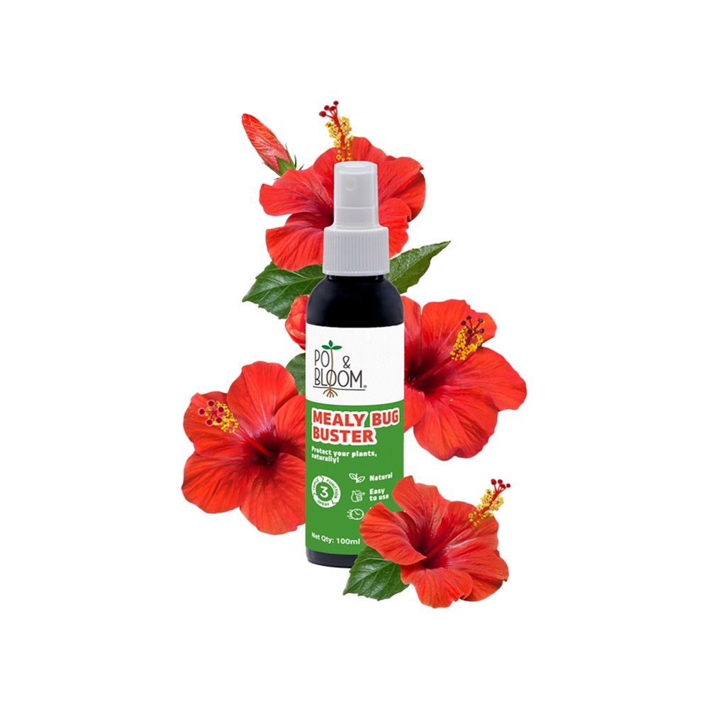 Pot and Bloom Mealy Bug Insect Spray Price - Buy Online at ₹179 in India