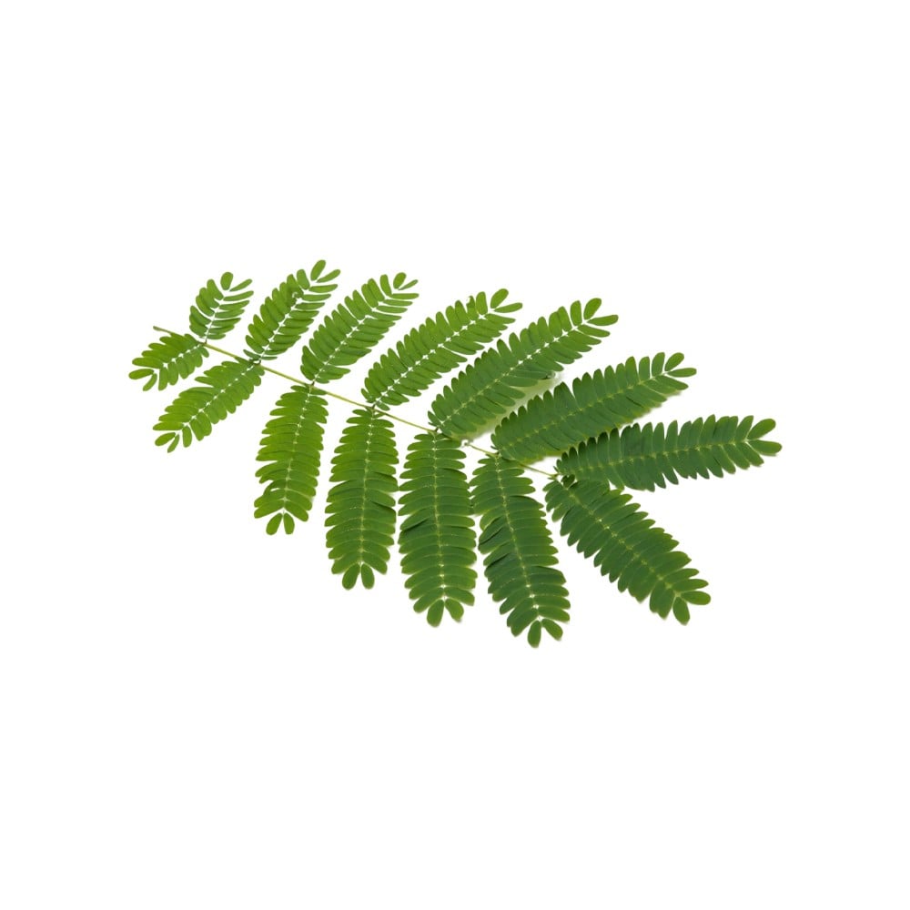 Shami Patra for Pooja (Banni Leaves) Price - Buy Online at Best Price ...