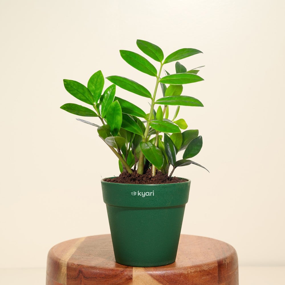 Kyari Zamioculcas Zamiifolia Zamia (ZZ) Indoor Plant with Green Pot (4 ...