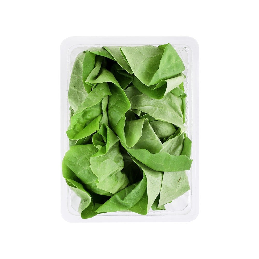 Butterhead Live Plant Lettuce - Hydroponically Grown Price - Buy Online ...