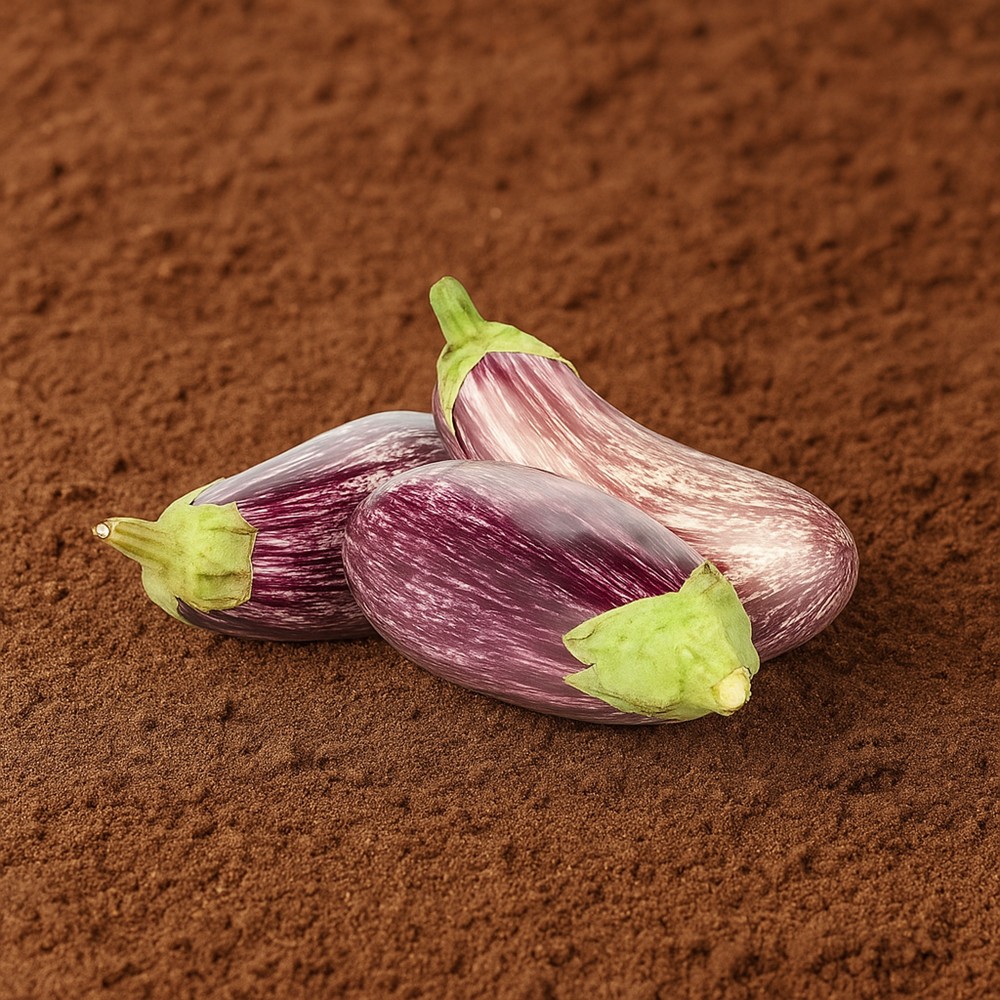 Organically Grown Purple Stripes Brinjal (Baingan) Price - Buy Online ...
