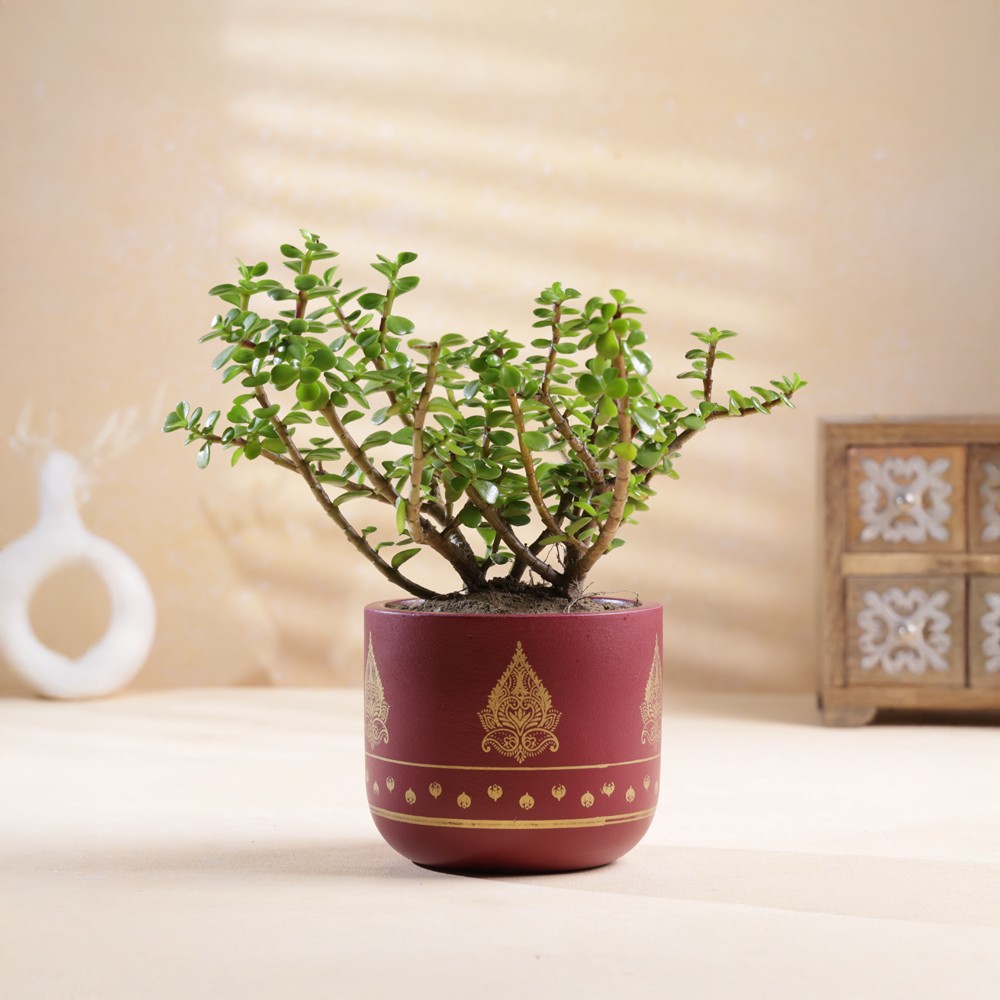 FlowerAura Jade Plant in Timeless Bliss Pot Price - Buy Online at Best ...