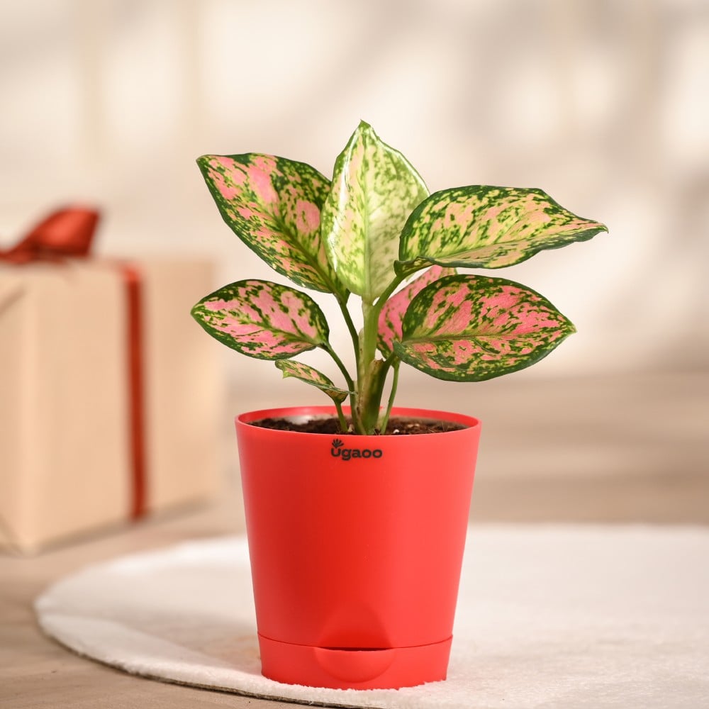 Ugaoo Lady Valentine Aglaonema Premium Plant in Red Krish Self Watering ...