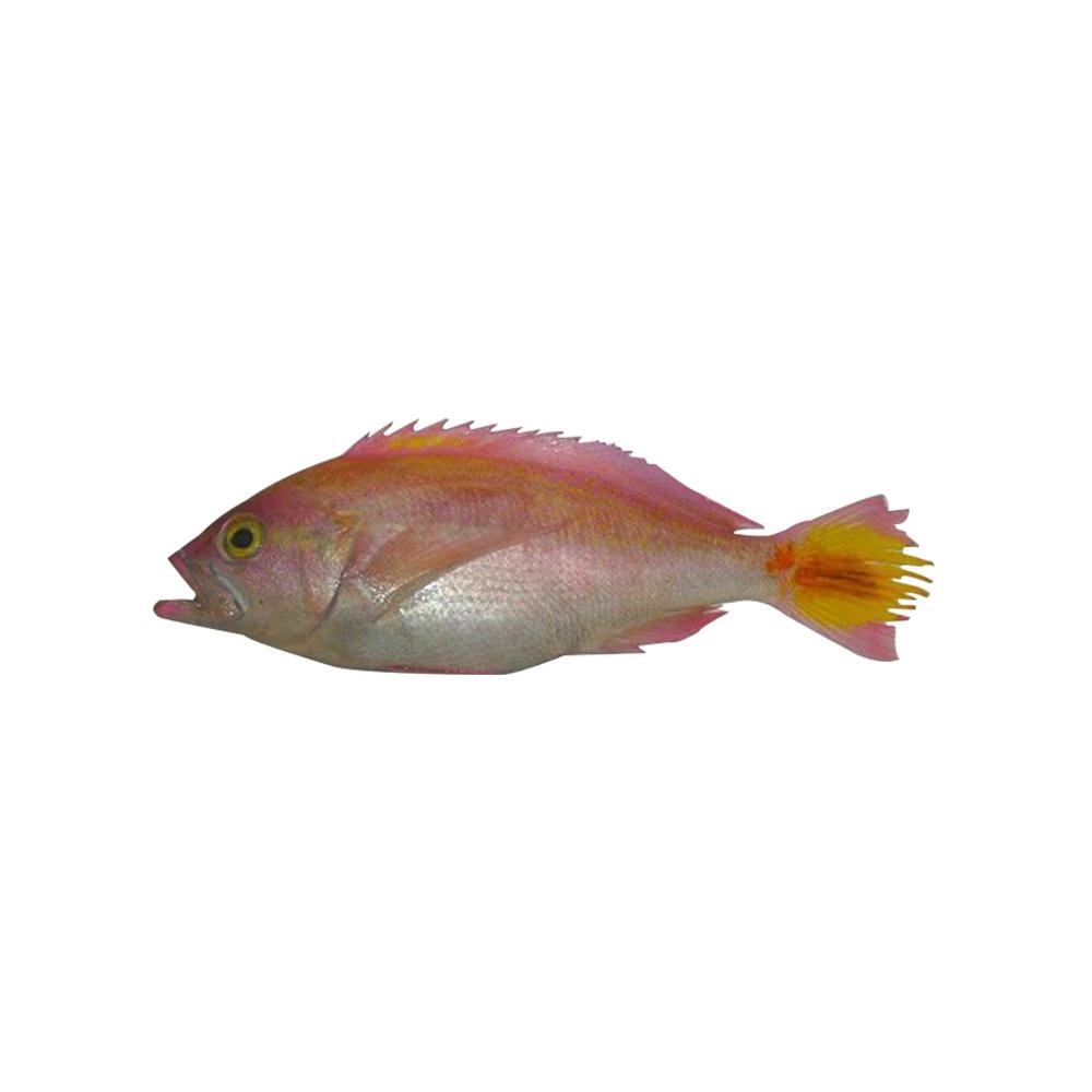 Zappfresh Pink Perch Fish Price - Buy Online at Best Price in India