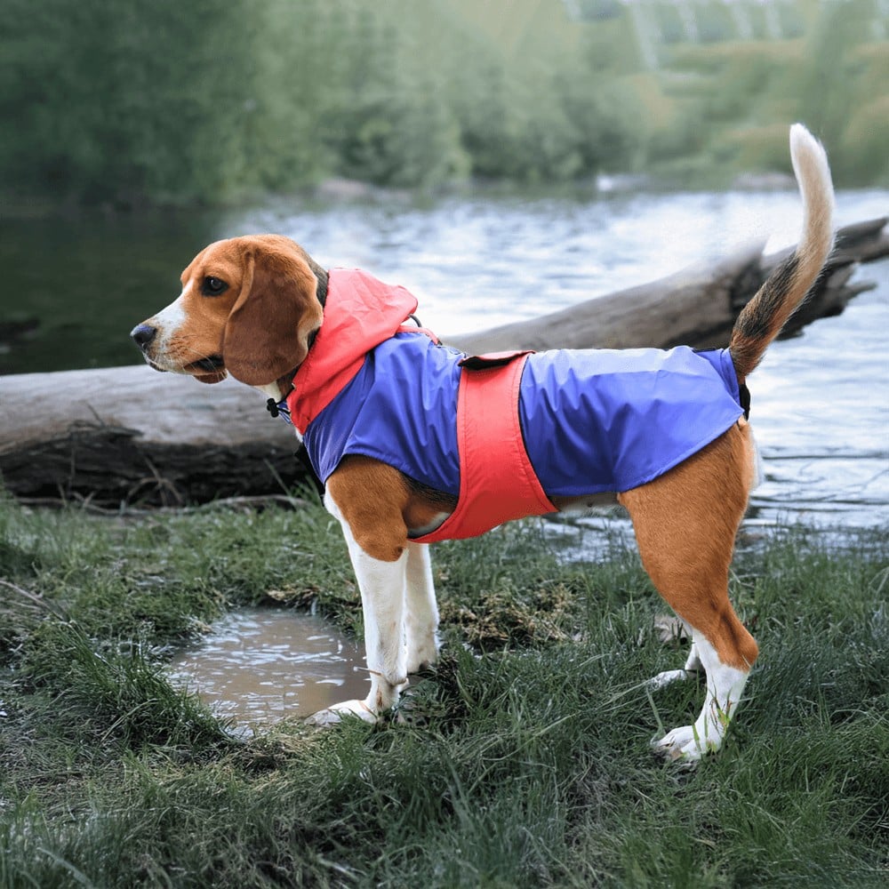 Pet Set Go Dog Raincoat (Red, Blue) Price - Buy Online at ₹329 in India