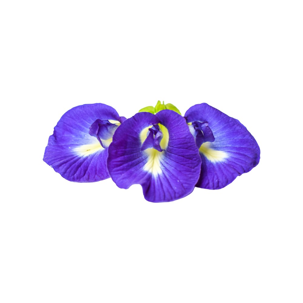 Aparajita Flowers Price - Buy Online at Best Price in India