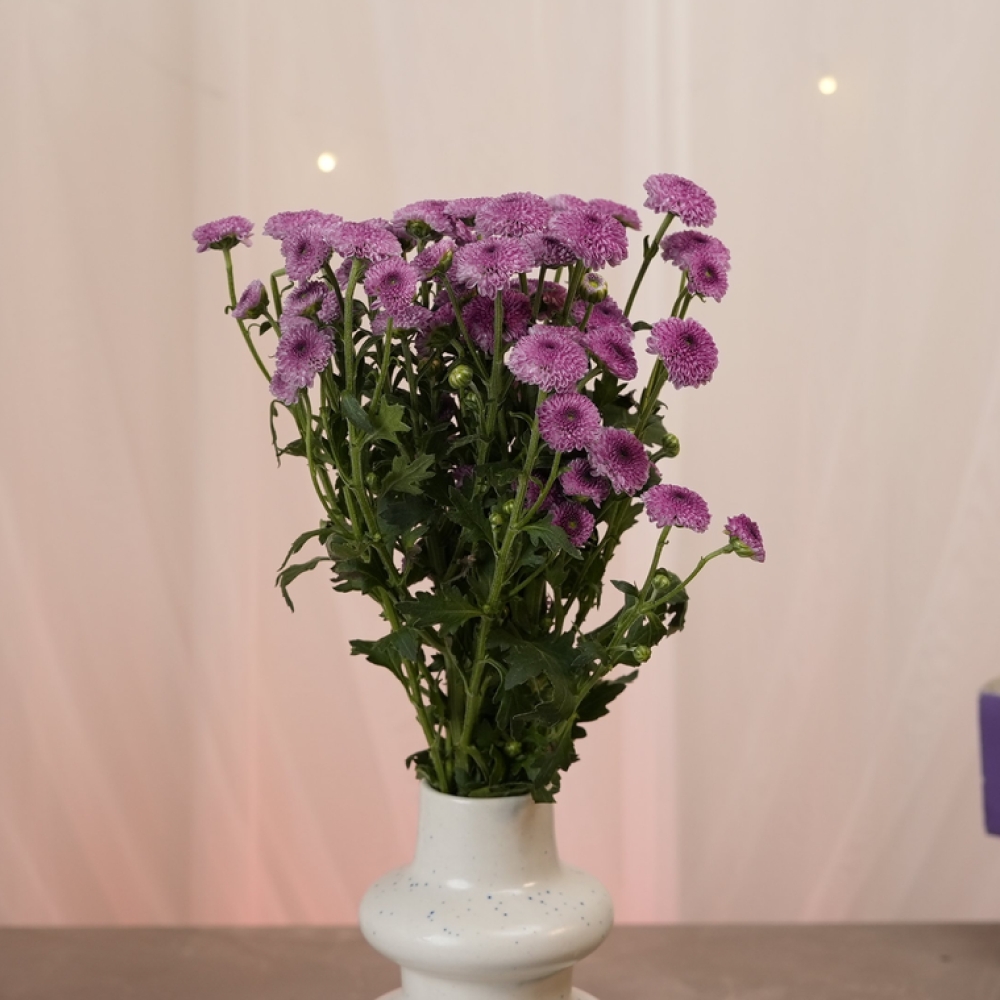 Button Daisies Flower Stem Cut Price - Buy Online at Best Price in India