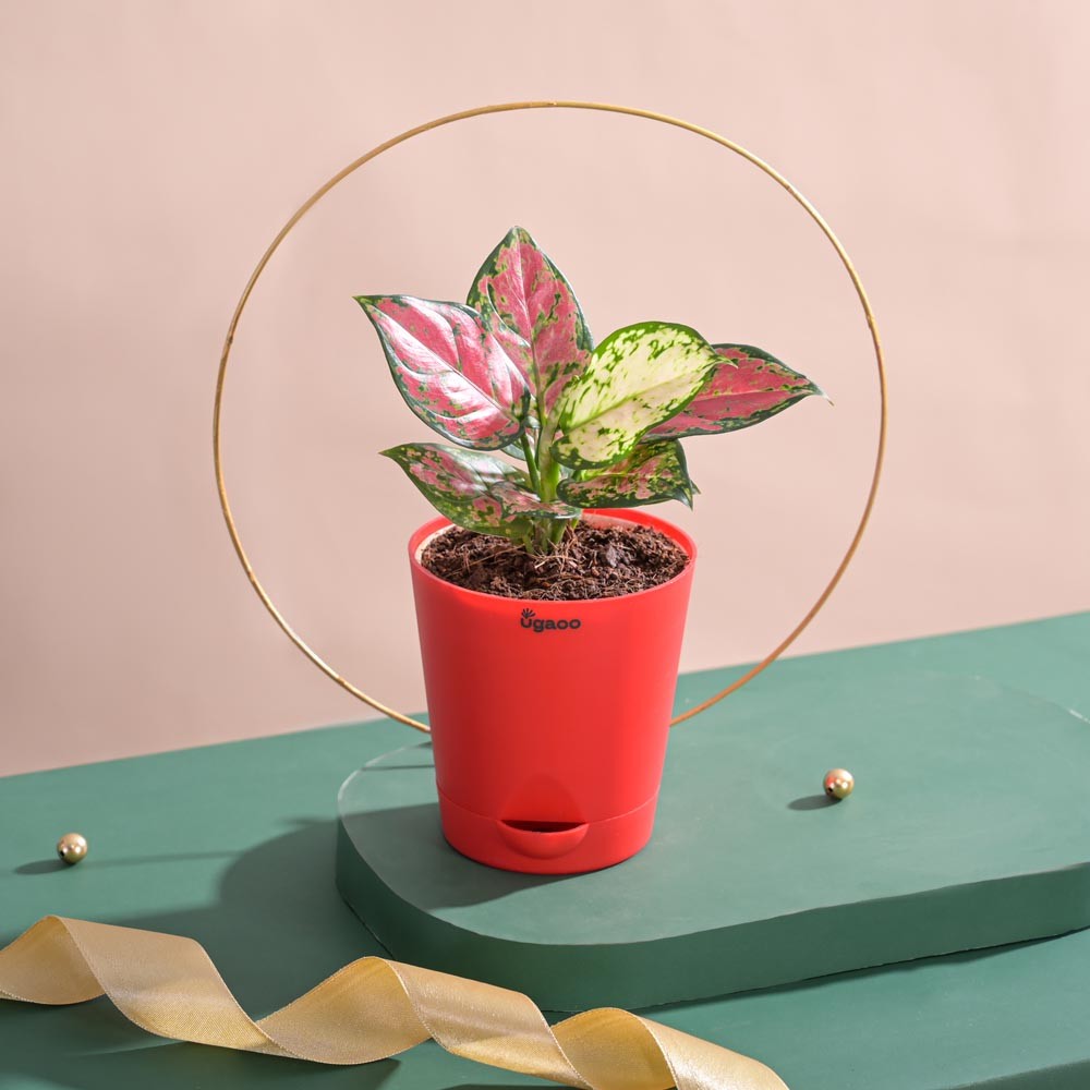Ugaoo Lady Valentine Aglaonema Premium Plant in Red Krish Self Watering ...