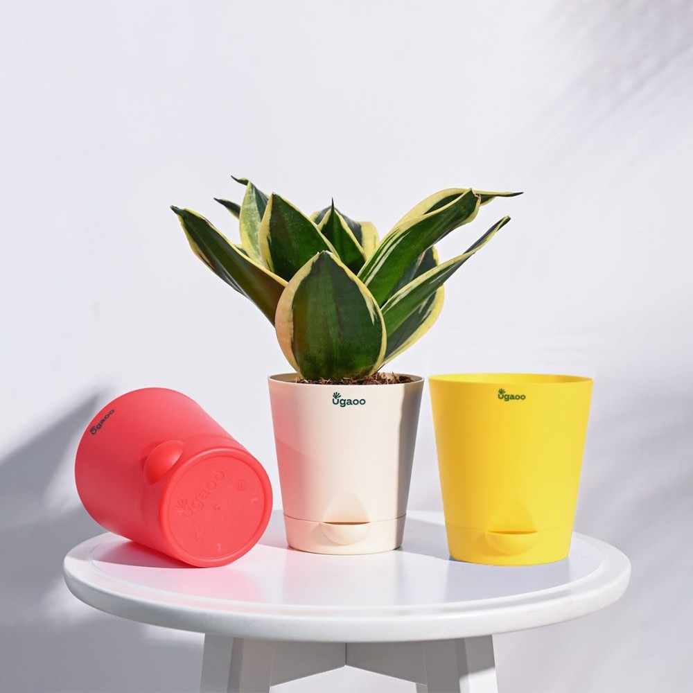 Ugaoo Krish Self Watering 5" Plant Pot Price - Buy Online at ₹309 in India