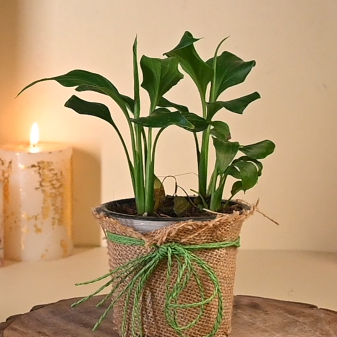 FlowerAura Peace Lily Plant in Jute Wrapped Pot Price - Buy Online at ...